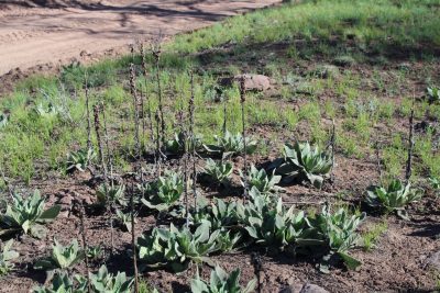 Mullein, Not Just a Common Weed - Countryside